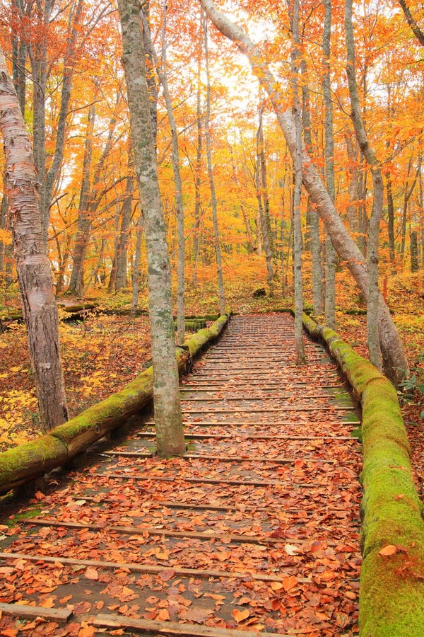 Boardwalk in autumn forest stock photo. Image of footpath - 35227708