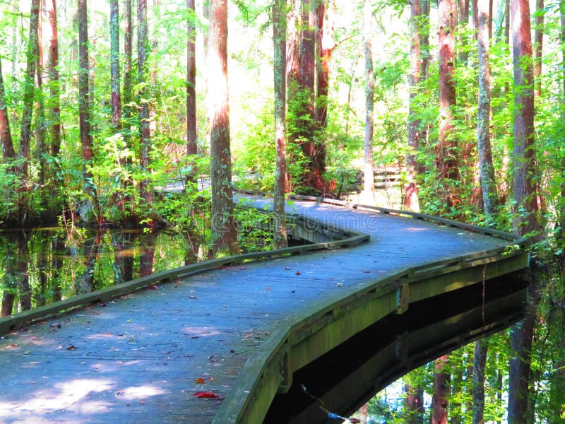 Boardwalk in Blackwater with Trees, Horizontal Orientation Stock Photo ...