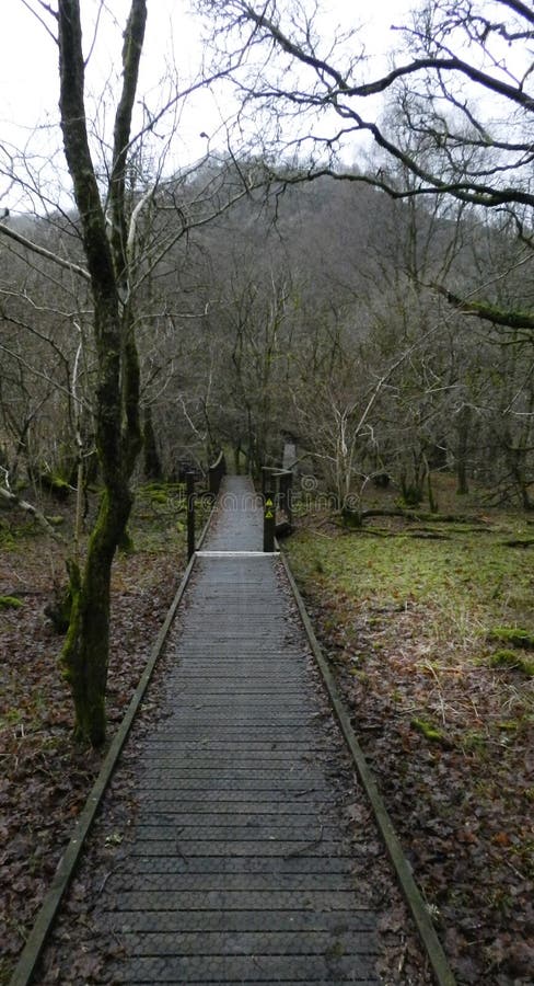 Boardwalk stock photo. Image of nature, pretty, boardwalk - 107637386