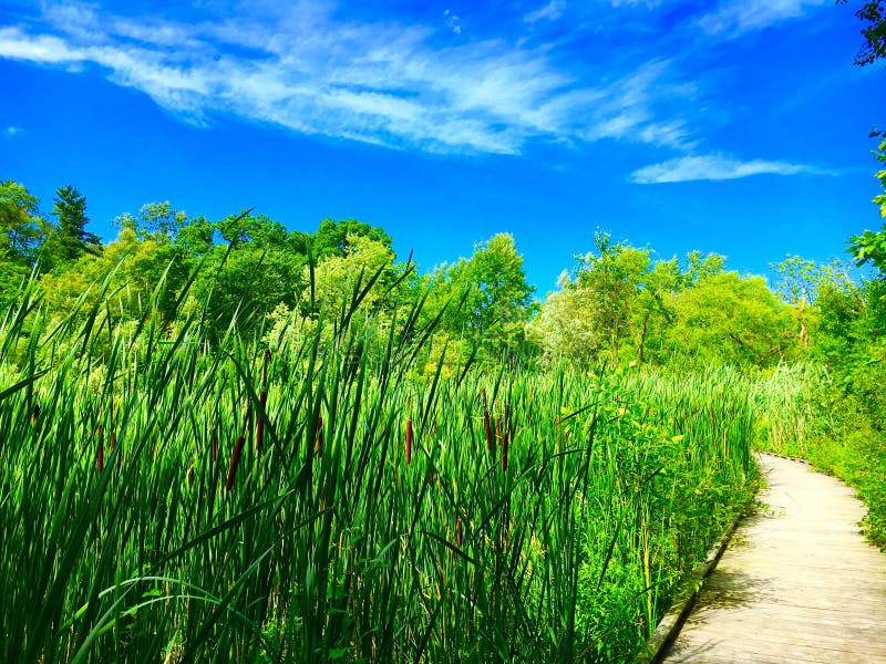 Boardwalk through Cattail Marsh Stock Image - Image of clouds, wetland ...