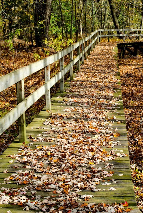 Boardwalk Covered in Leaves Stock Image - Image of leaf, trail: 35848291