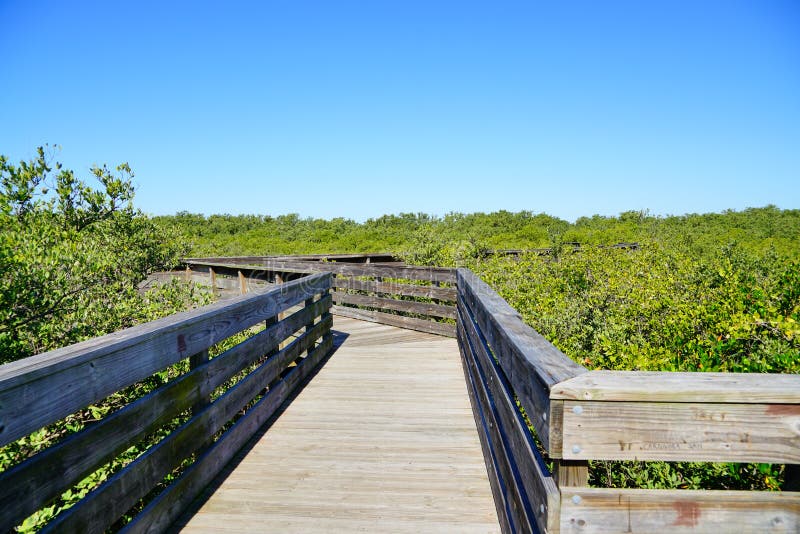 Boardwalk Crossing the Swamp Stock Image - Image of florida, blue ...