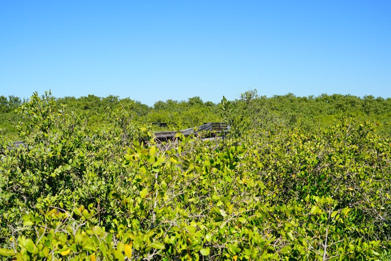 Boardwalk Crossing the Swamp Stock Photo - Image of largest, nature ...