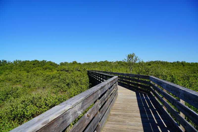 Boardwalk Crossing the Swamp Stock Image - Image of lake, leaf: 173460209