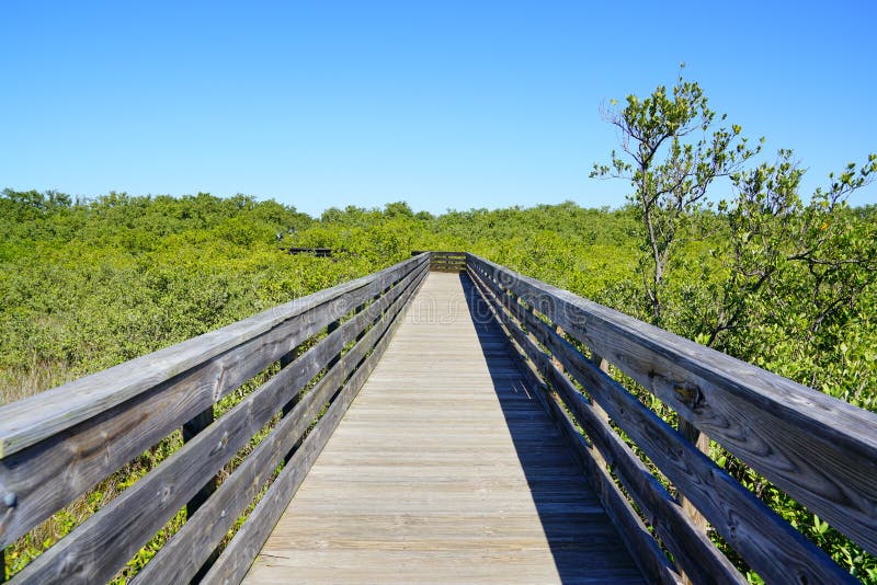 Boardwalk Crossing the Swamp Stock Photo - Image of crocodile, green ...
