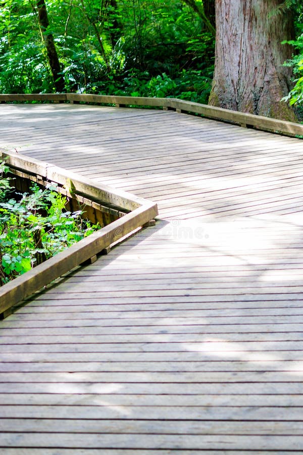 Green Forest with a Boardwalk Stock Photo - Image of nature, hiking ...