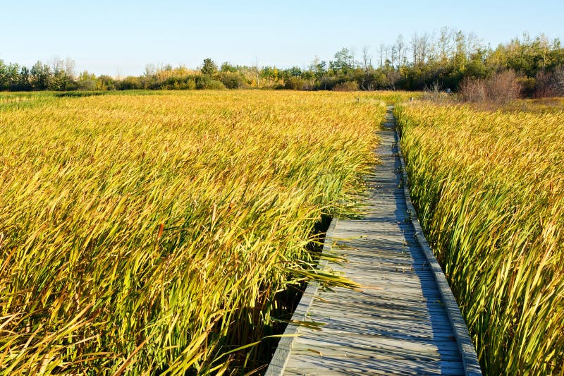 Boardwalk through Fall Marsh Stock Photo - Image of empty, boardwalk ...