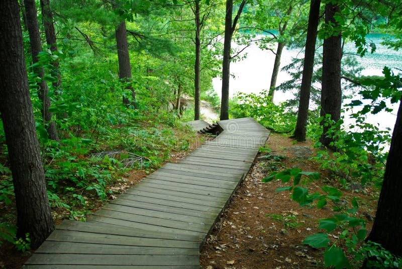 Boardwalk In Forest Picture. Image: 10074221