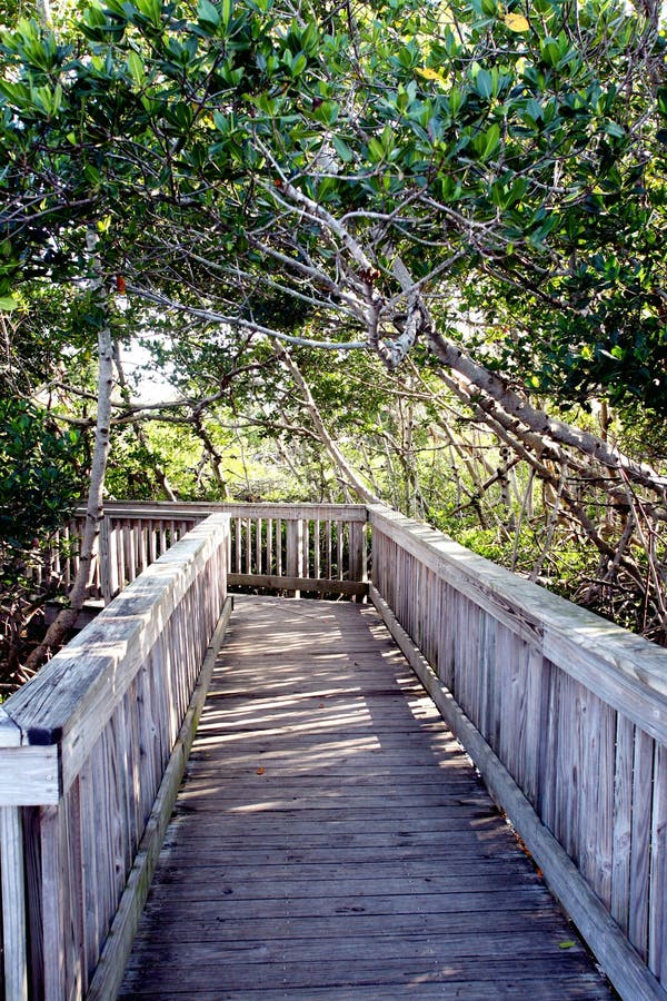 Boardwalk Through The Forest Picture. Image: 4840559