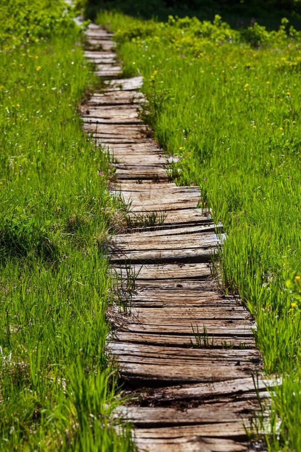 Boardwalk in forest stock image. Image of hiking, summertime - 54160329