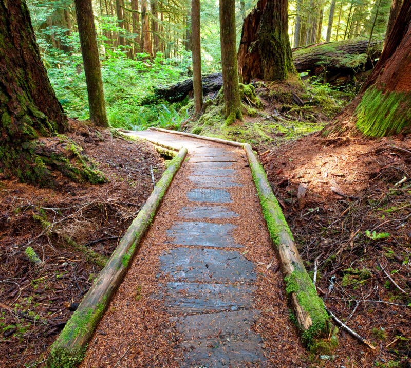 Boardwalk stock photo. Image of scenic, trail, sunny - 54161106