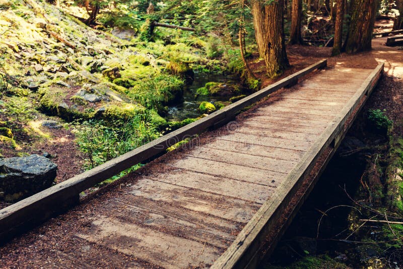 Boardwalk in forest stock photo. Image of board, hike - 60063620