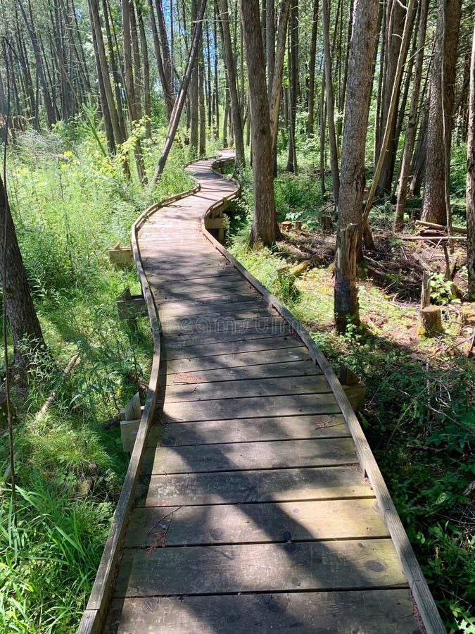 Boardwalk through the Forest Stock Image - Image of nature, path: 193462199