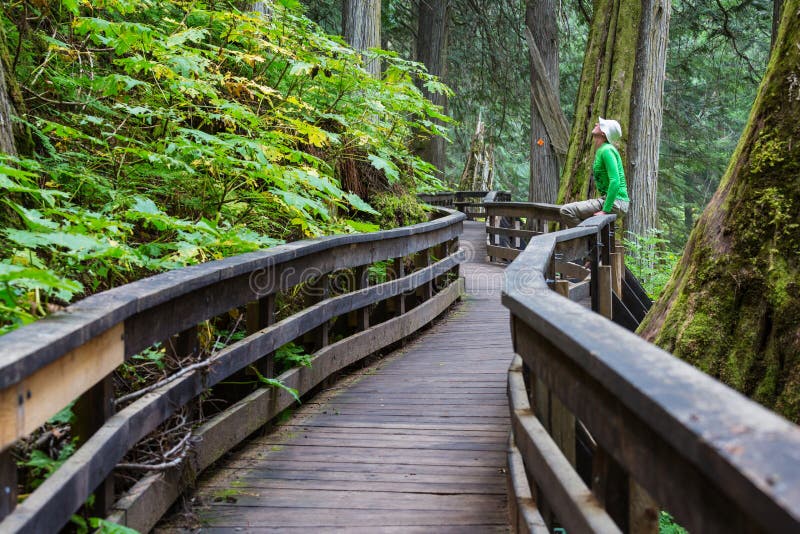 Boardwalk in the forest stock photo. Image of path, inspiration - 267706746