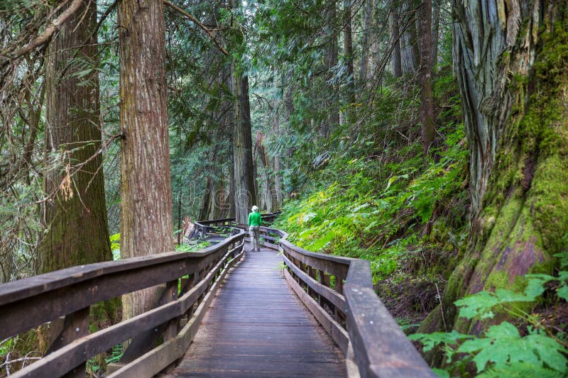Boardwalk in the forest stock image. Image of pathway - 270480053