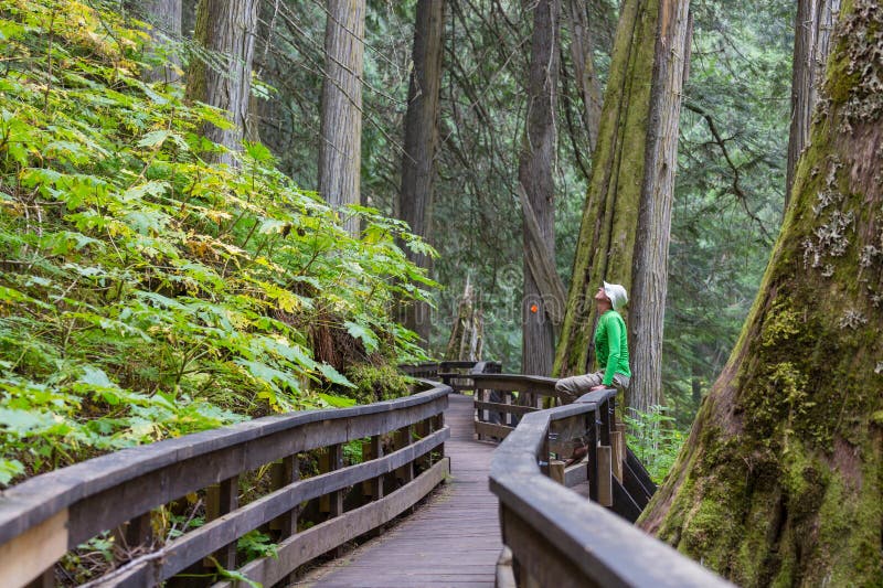 Boardwalk in the forest stock image. Image of redwood - 274714677