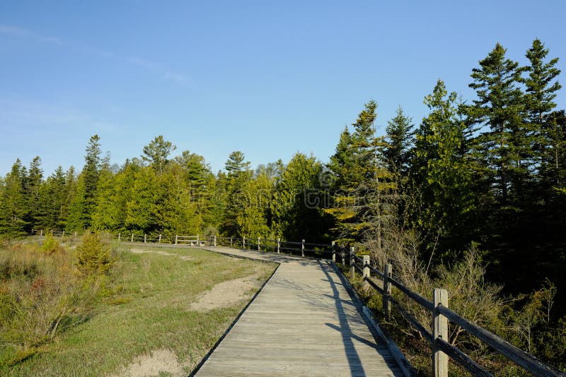 Boardwalk in forest stock image. Image of trees, tree - 78476733