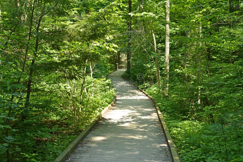 Boardwalk in the Forest in the Shade Stock Photo - Image of rural ...