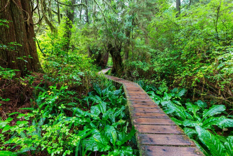 Boardwalk in the forest stock photo. Image of hiking - 219870526
