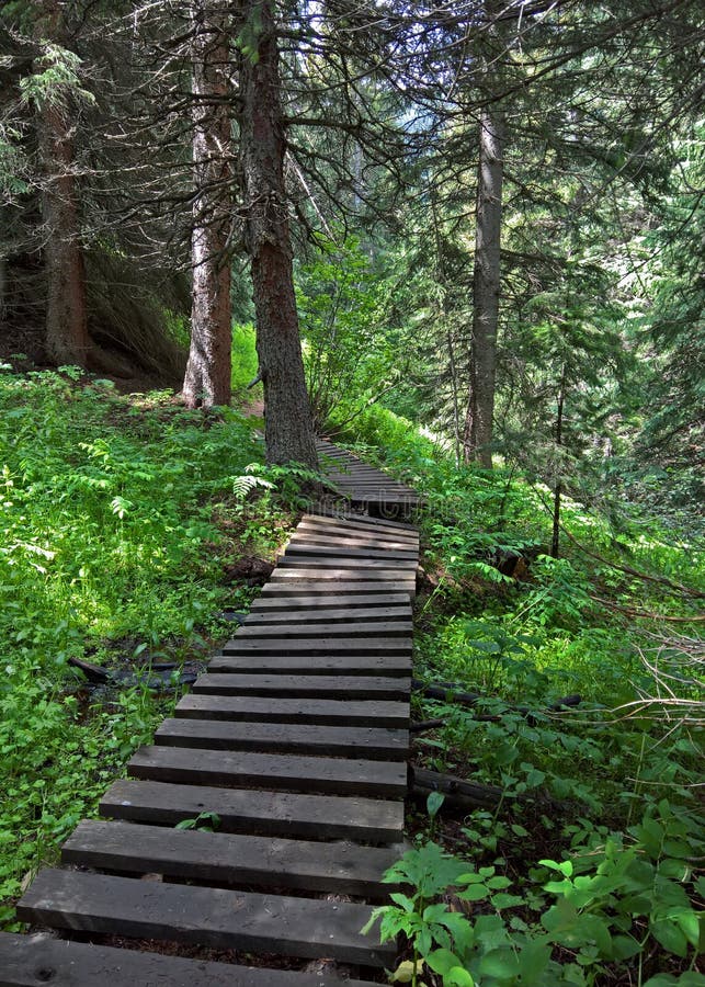 Boardwalk through a Green Forest Stock Image - Image of nature, forest ...