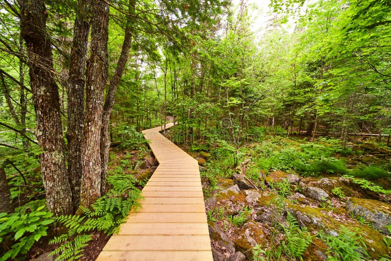Boardwalk Hiking Path Clean through the Dense Forest with Mossy Rocks ...