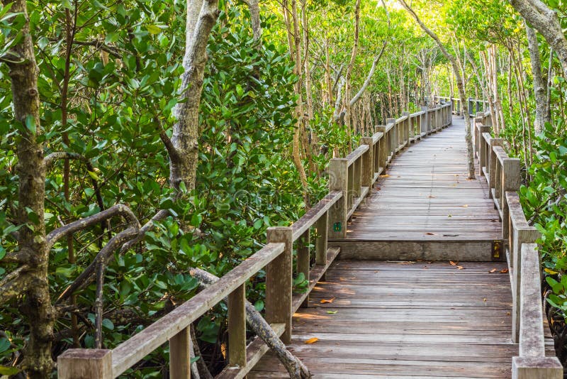 Boardwalk in Mangrove Forest Stock Photo - Image of green, peaceful ...