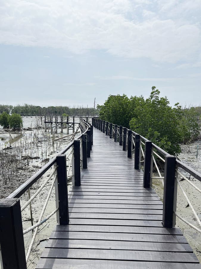 Boardwalk in Mangrove Swamp Park Stock Image - Image of pier, water ...
