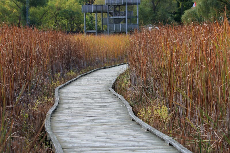 Boardwalk through a Marsh, Lined with Reeds Stock Image - Image of ...