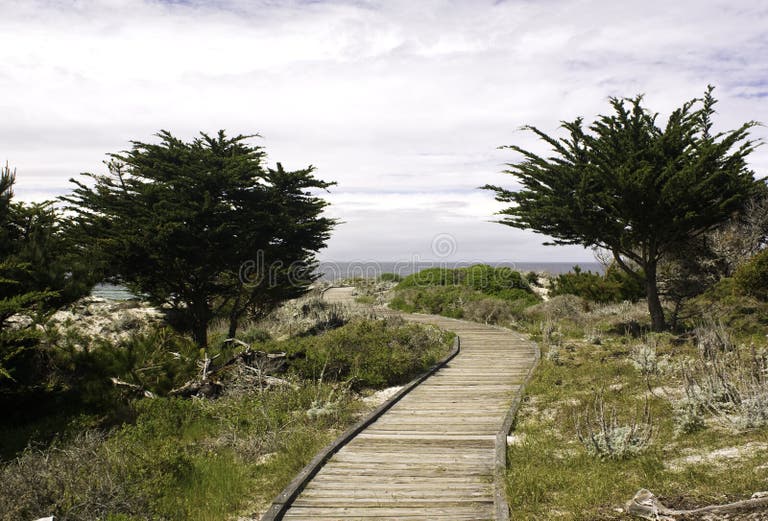 Boardwalk between Monterey Cypress Trees Stock Image - Image of ...