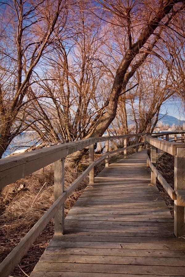 Boardwalk through Natural Area Stock Photo - Image of path, cold: 21082430