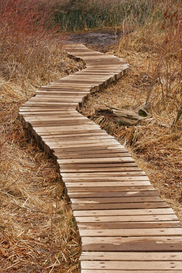 Boardwalk Over a Bog stock photo. Image of hiking, conservation - 9158328