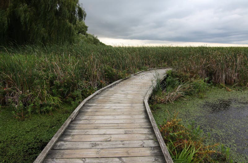 Jack Pine Trail Boardwalk stock image. Image of pond, ottawa - 1335753