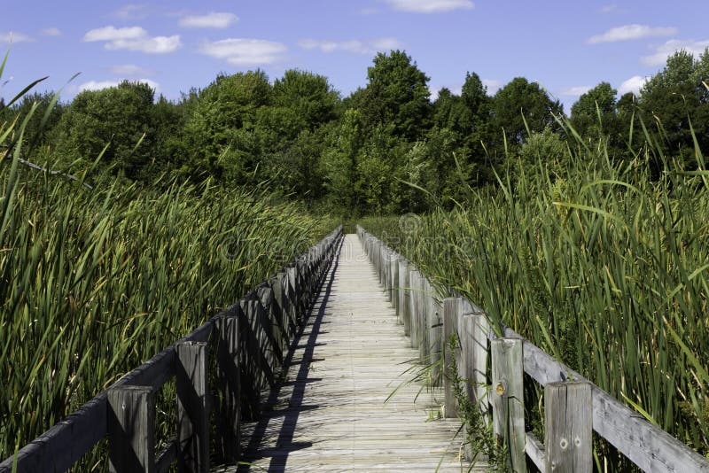 Boardwalk over the marsh stock image. Image of wood, walkway - 28788035
