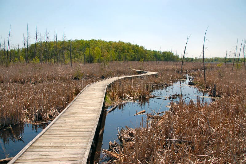 Boardwalk over wetlands stock image. Image of protected - 3530209