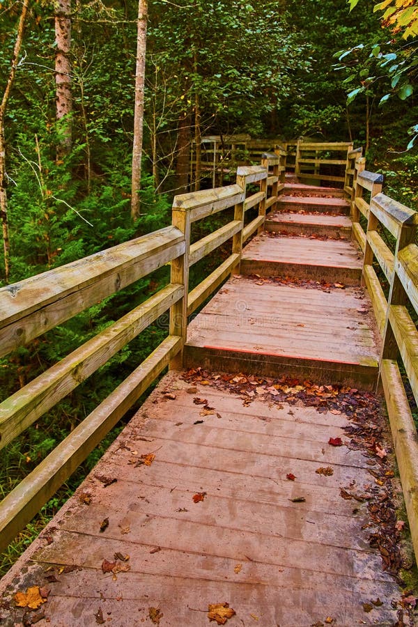 Boardwalk Park Trail Walkway with Fallen Leaves on Path through Summer ...