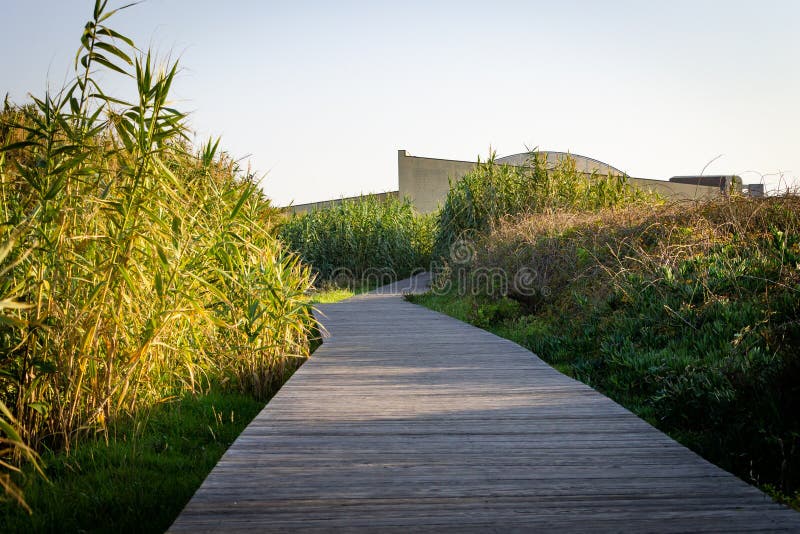 Boardwalk Path Amidst Vegetation Stock Image - Image of nature, pathway ...