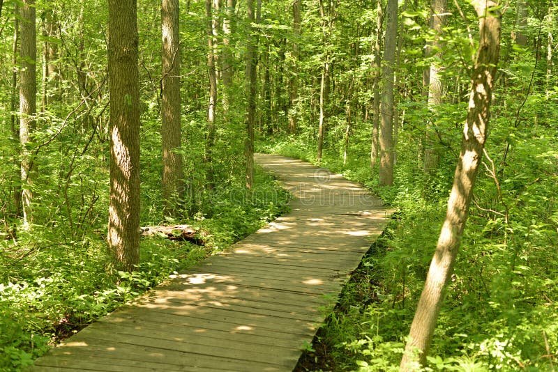 Boardwalk on a Path in the Forest Stock Photo - Image of peaceful, rust ...
