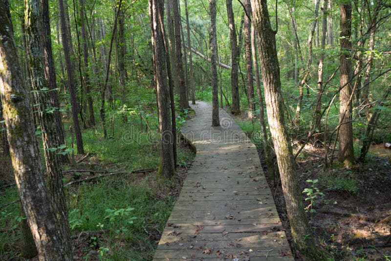 Boardwalk Thru The Rainforest Stock Image - Image of australia, forest ...