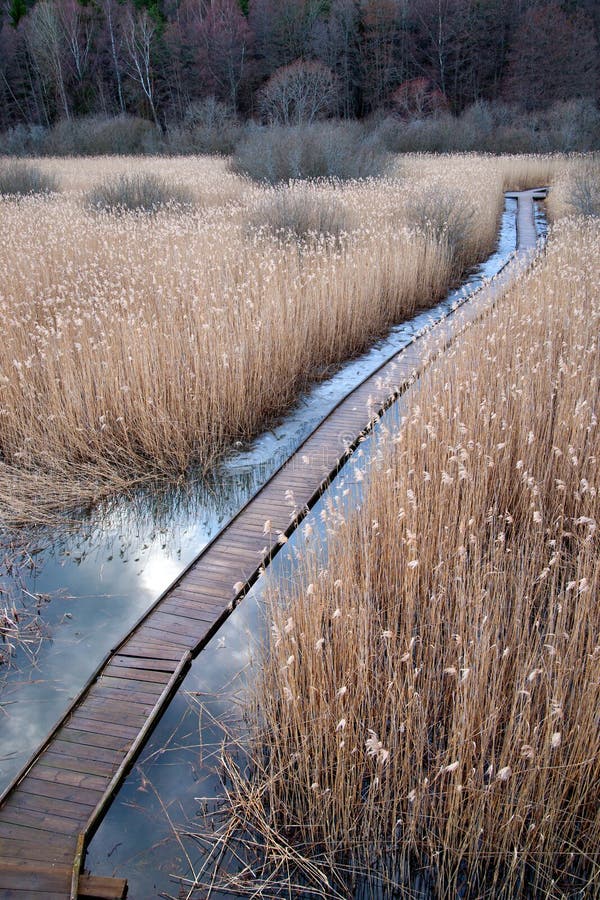 Boardwalk path in wetland stock image. Image of rush - 24163205
