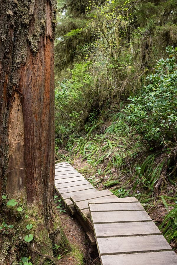 Rainforest Trail Boardwalk Winding through the Forest Stock Image ...
