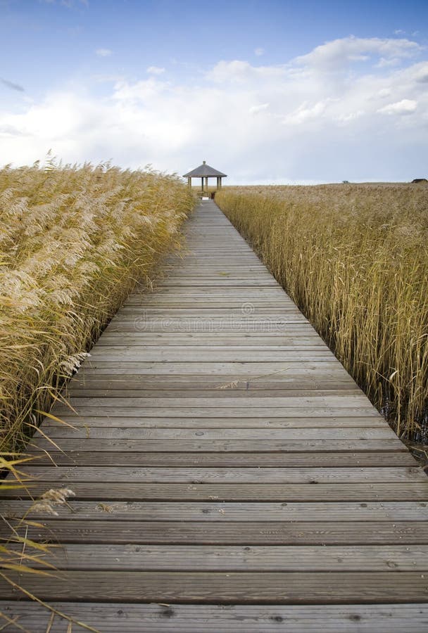 Boardwalk through Reed Field Stock Image - Image of loneliness, rural ...
