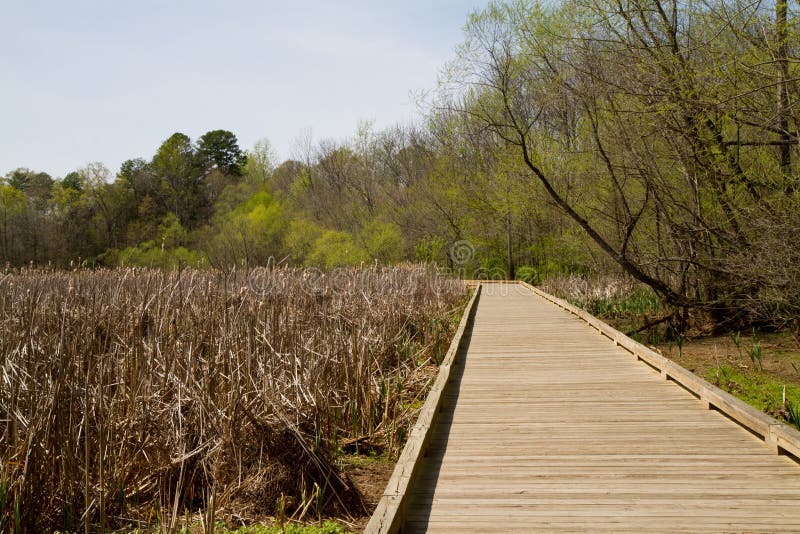Boardwalk Spanning a Wetland in Spring Stock Photo - Image of leaves ...