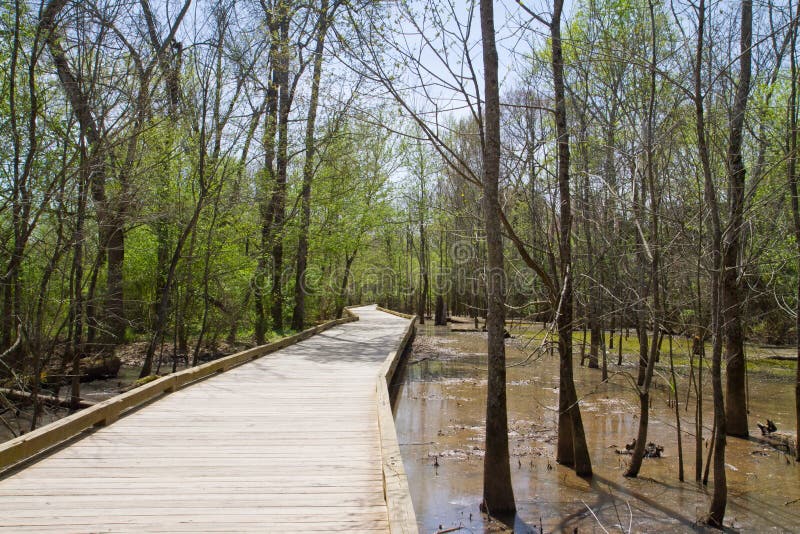 Boardwalk Spanning a Wetland in Spring Stock Photo - Image of leaves ...