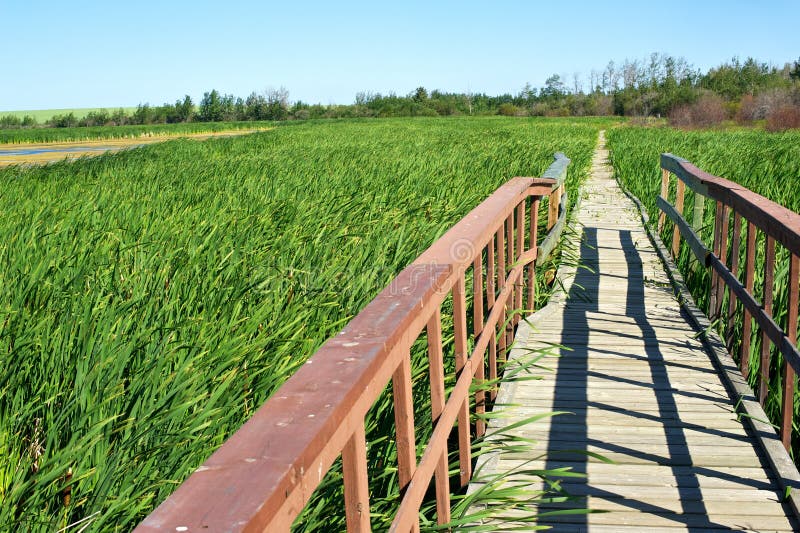 Boardwalk through Summer Marsh Stock Image - Image of empty, marsh ...