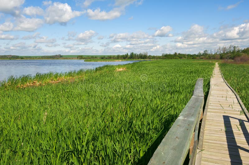 Boardwalk through Summer Marsh Stock Photo - Image of boardwalk, path ...