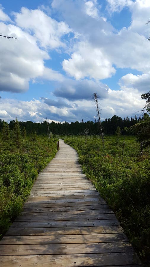 Boardwalk in the Summer Ontario Stock Image - Image of plant, ontario ...