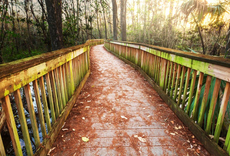 Boardwalk in swamp stock image. Image of swamp, holiday - 54160119