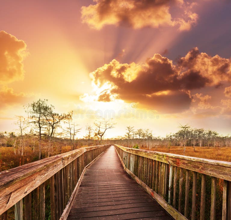 Boardwalk in swamp stock photo. Image of natural, direction - 54160124