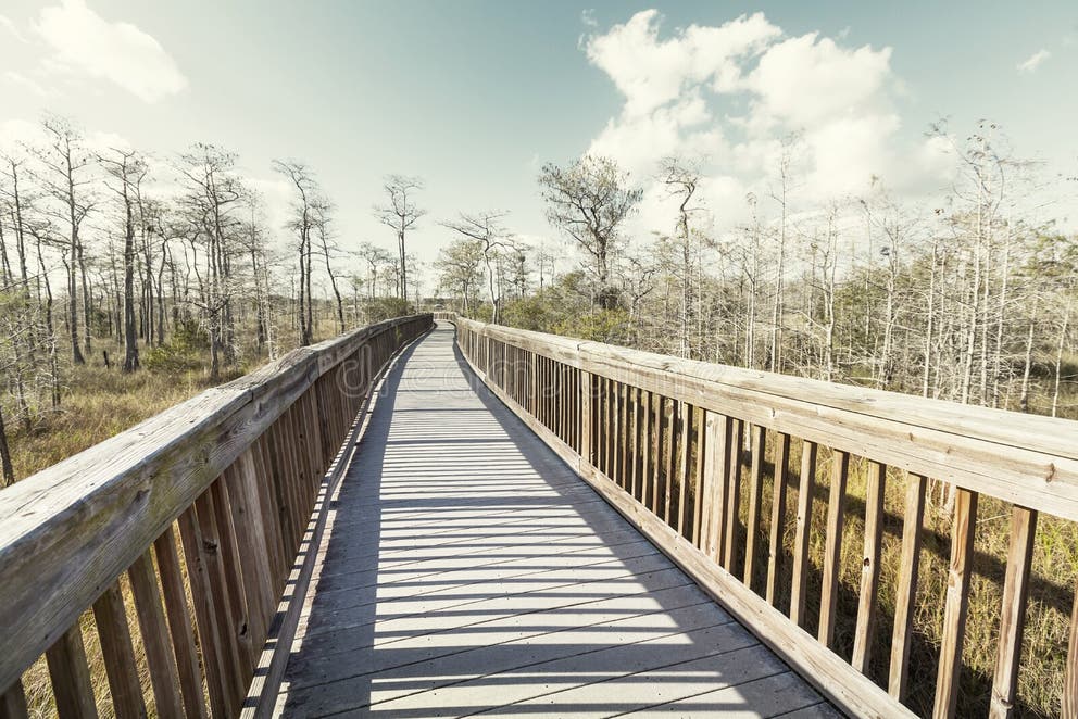 Boardwalk in swamp stock photo. Image of natural, conservation - 54160126