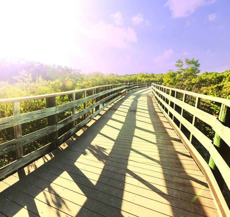 Boardwalk in swamp stock image. Image of conservation - 54160395